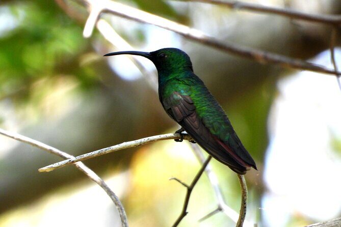 Birds of the Mayan World 3 - The Sum Up: Who Should Consider This Tour?