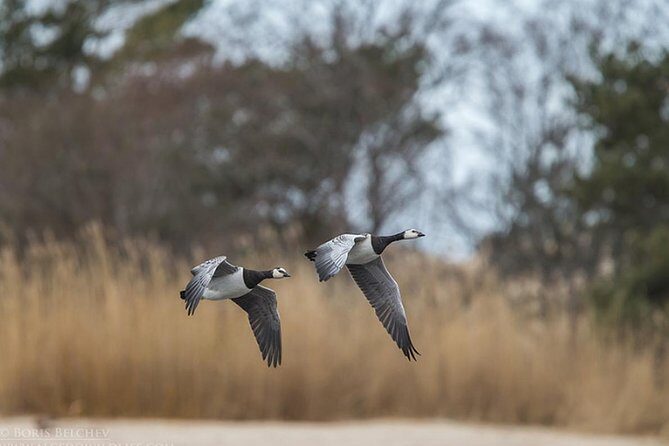 BIRDWATCH - Premium guided canoe tour at Cape Vente, Nemunas Delta Regional Park - What to Expect from the Tour