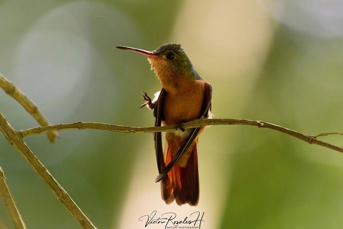 Birdwatching at The Mayan Cities with certified guide - Practical Tips and Considerations