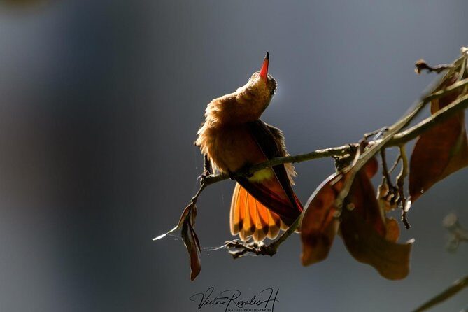 Birdwatching at The Mayan Cities with certified guide - The Sum Up