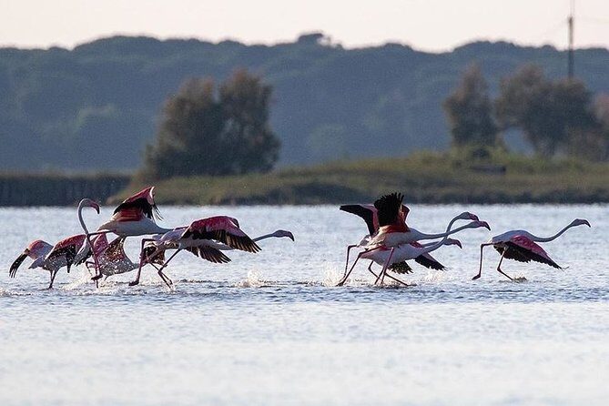 Birdwatching by boat in a small group in the Pialassa Baiona - The Experience’s Highlights