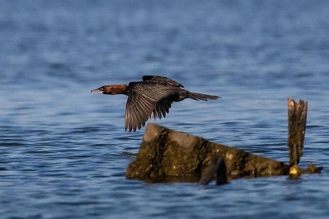 Birdwatching by boat in a small group in the Pialassa Baiona - Practical Details and Tips