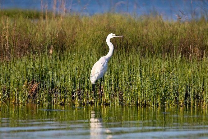 Birdwatching by boat in a small group in the Pialassa Baiona - Who This Tour is Best For