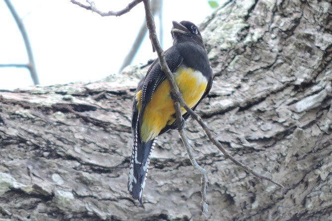 Birdwatching Cancun - The Sum Up: Is It Worth It?