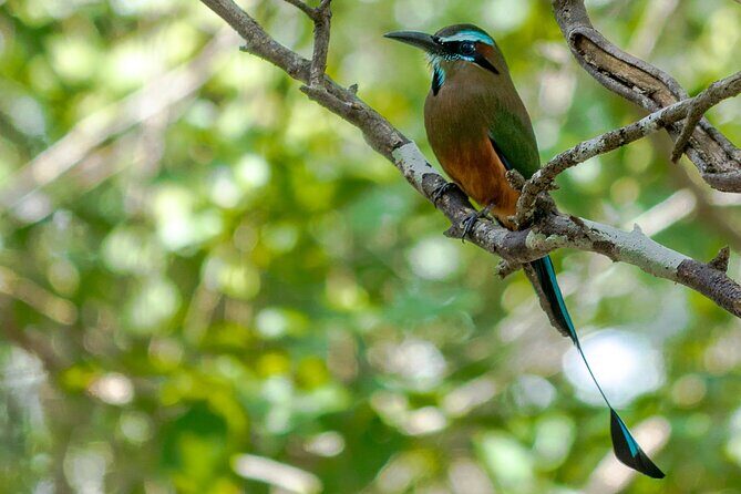 Birdwatching in Coba from Tulum - Shared Group Tour - Authentic Experiences Highlighted by Reviewers