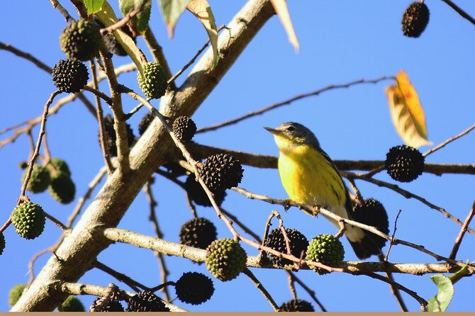 Birdwatching in Coba from Tulum - Shared Group Tour - Final Thoughts: Who Is This Tour For?