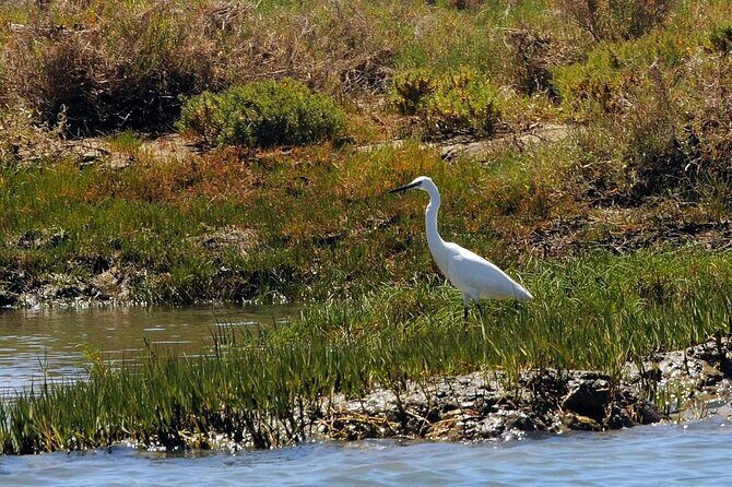 Birdwatching in Ria Formosa - Eco Boat Tour from Faro - Key Points