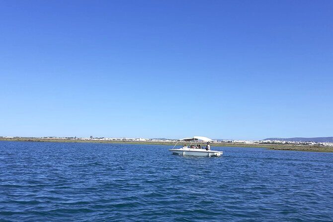 Birdwatching in Ria Formosa - Eco Boat Tour from Faro - The Experience: What Youll See and Do