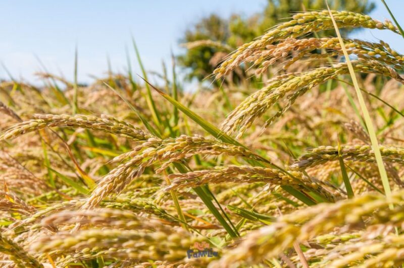 Birdwatching in the Ebro Delta - Frequently Asked Questions (FAQs)