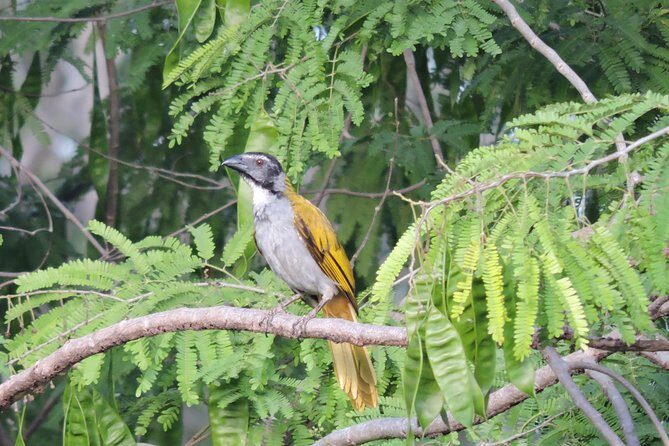 Birdwatching Playa del Carmen - The Sum Up