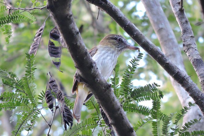 Birdwatching Playa del Carmen - FAQ
