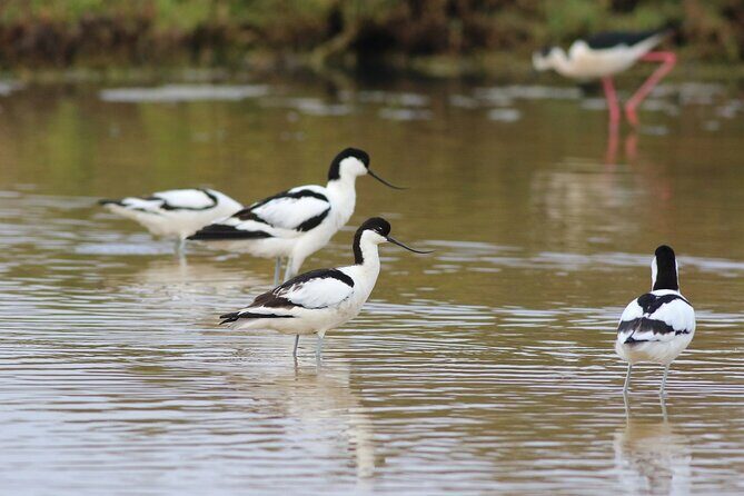 Birdwatching Private Tour at Fascinating Salgados Lagoon - An In-Depth Look at the Salgados Lagoon Birdwatching Tour