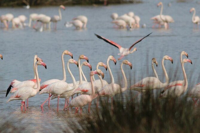 Birdwatching Private Tour at Fascinating Salgados Lagoon - Why This Tour Is a Great Choice