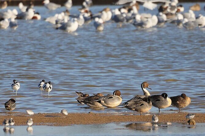 Birdwatching Private Tour at Fascinating Salgados Lagoon - FAQ