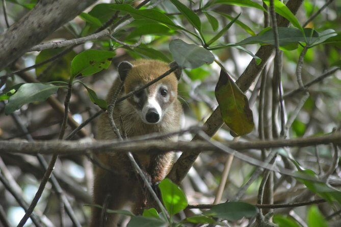 Birdwatching Sian Ka'an Biosphere Reserve - Final Thoughts