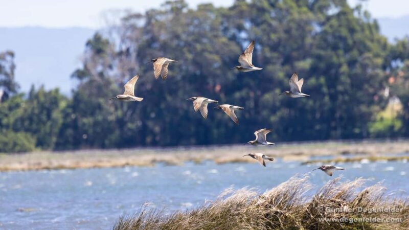 Birdwatching Solar Boat Tour Aveiro Lagon - Key Points