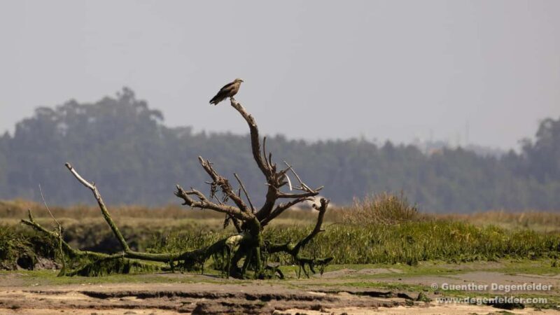 Birdwatching Solar Boat Tour Aveiro Lagon - An Eco-Conscious Approach to Birdwatching in Aveiro