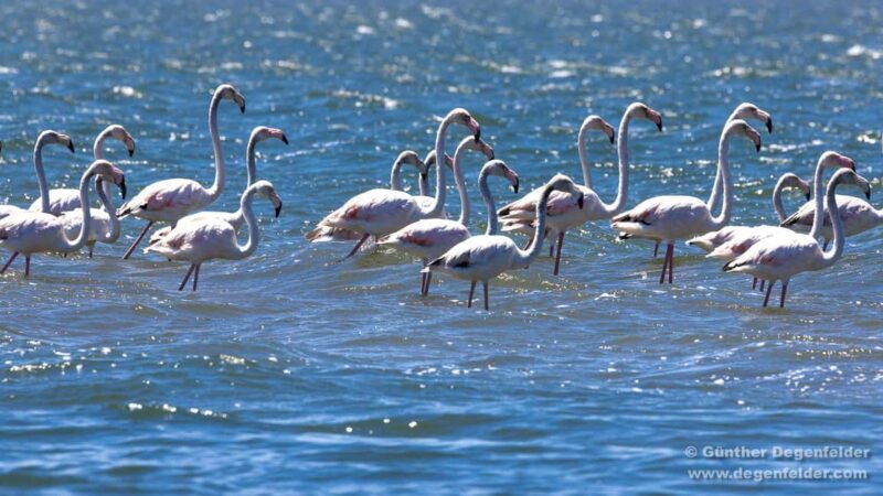 Birdwatching Solar Boat Tour Aveiro Lagon - What Sets This Tour Apart?