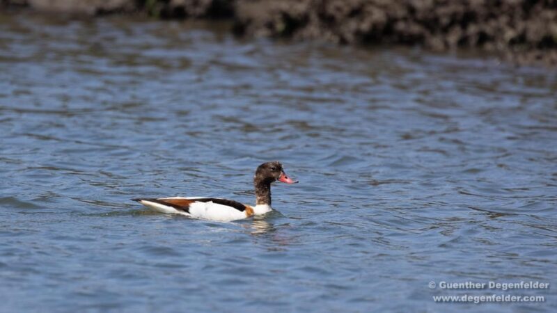 Birdwatching Solar Boat Tour Aveiro Lagon - Value for Money