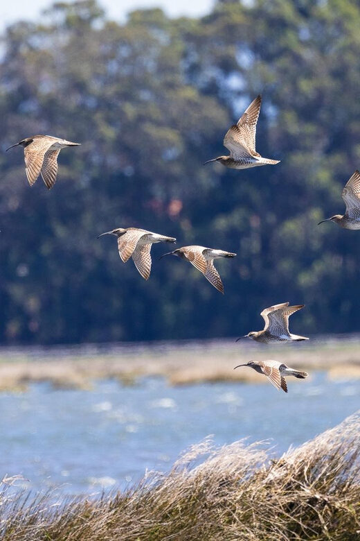 Birdwatching Solar Boat Tour Aveiro Lagon - Summary: Who Is This Tour Best For?