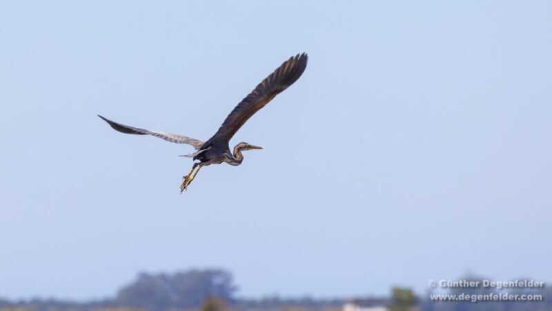 Birdwatching Solar Boat Tour Aveiro Lagon - FAQ