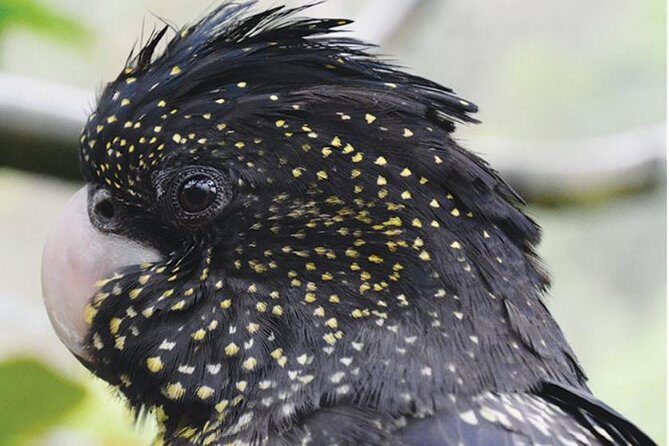 Birdworld Kuranda Entry Ticket - Key Points