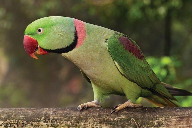 Birdworld Kuranda Entry Ticket - An In-Depth Look at Birdworld Kuranda