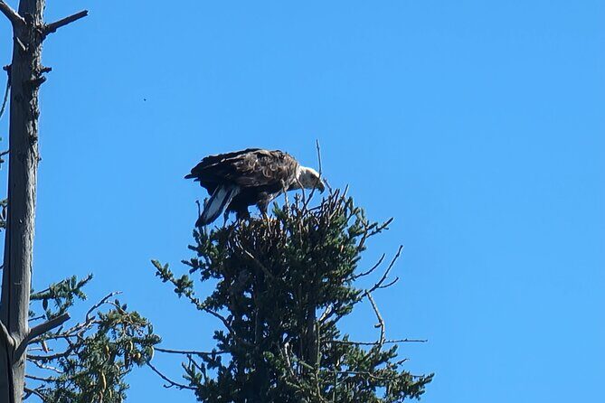 Bison Highway Road Tour - The Route and Itinerary: What to Expect