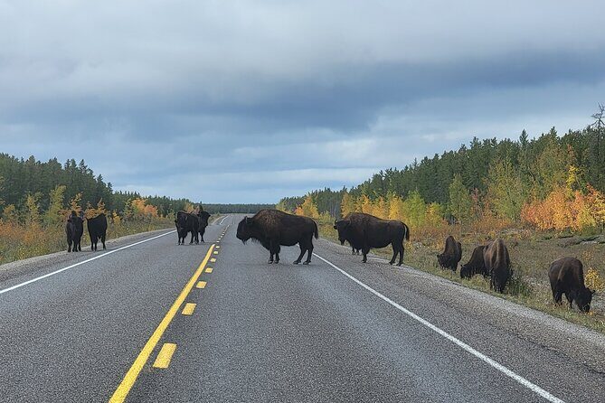 Bison Highway Road Tour - Who Should Consider This Tour?