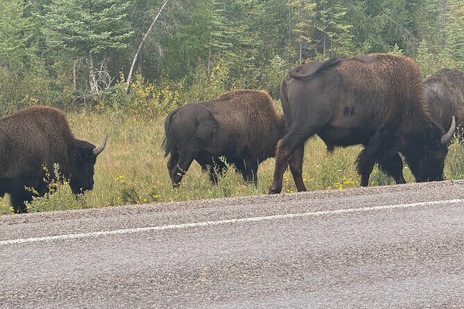Bison Highway Wildlife Tour - An Introduction to the Experience