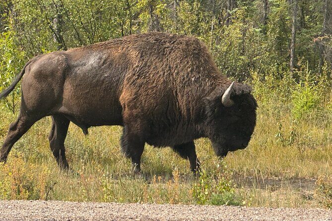 Bison Highway Wildlife Tour - What’s Included and What to Expect