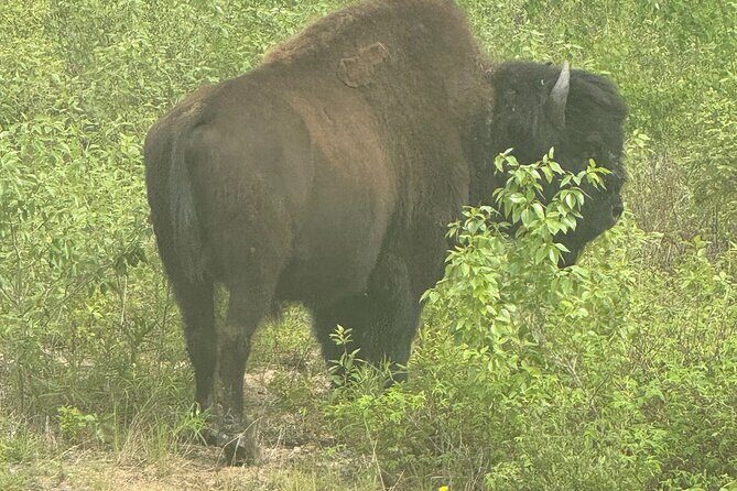 Bison Highway Wildlife Tour - The Itinerary in Detail