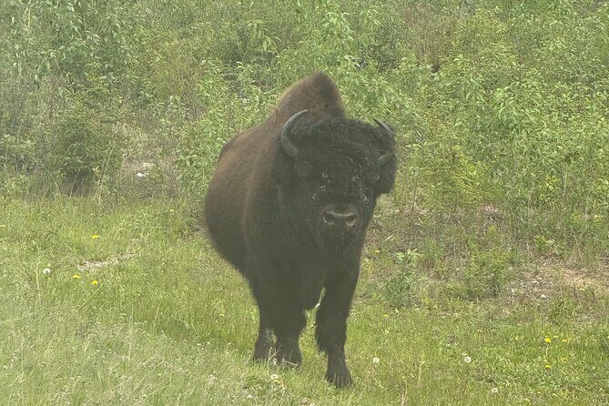 Bison Highway Wildlife Tour - Authentic Insights from Past Participants