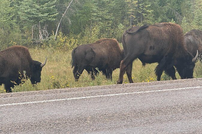 Bison Highway Wildlife Tour - The Sum Up: Who Should Consider This Tour?