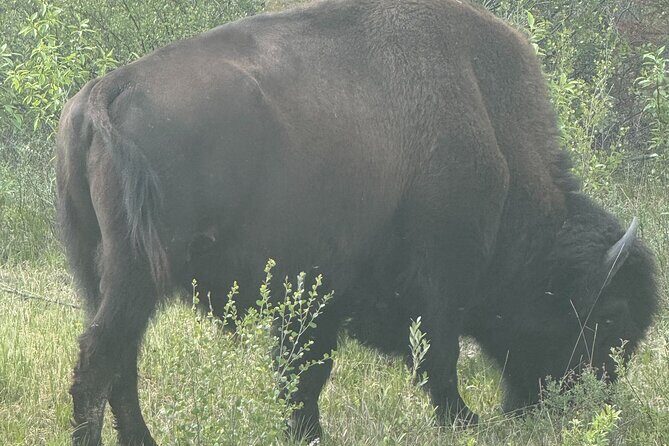Bison Highway Wildlife Tour - FAQ