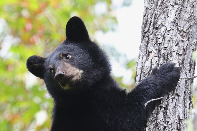 Black Bear viewing and walking at oudoor ctr's Canyon - Exploring the Black Bear Viewing and Canyon Walk Tour in Quebec