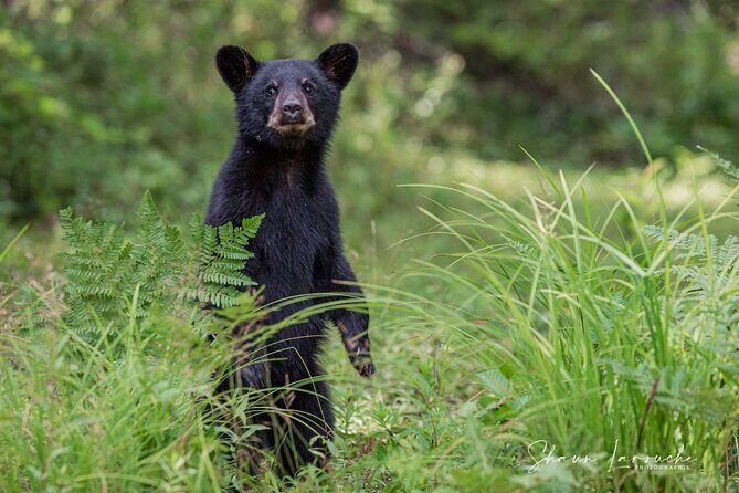 Black Bear viewing and walking at oudoor ctr's Canyon - Key Points