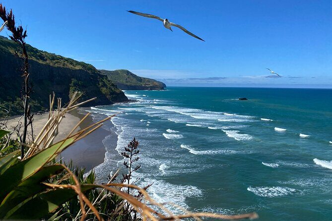 Black Sand Beaches & Birds Auckland Sightseeing Tour - Key Points