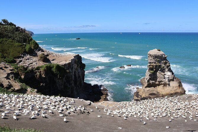 Black Sand Beaches & Birds Auckland Sightseeing Tour - FAQ