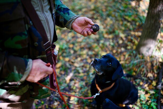 Black Truffle Hunt, Foie Gras & Wines with Budapest Pickup - A Complete Breakdown of the Tour