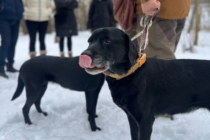 Black Truffle Hunt, Foie Gras & Wines with Budapest Pickup - Frequently Asked Questions