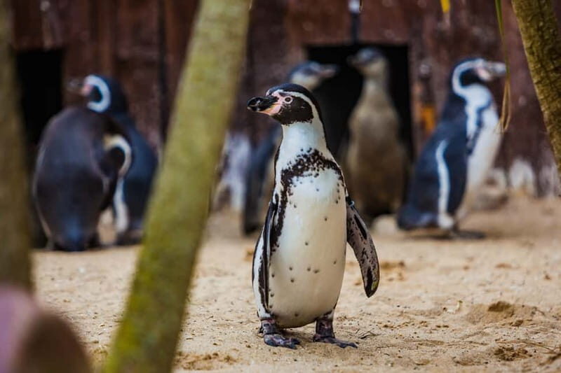 Blankenberge: SEA LIFE Entry Ticket - A Deep Dive into the Blankenberge SEA LIFE Experience