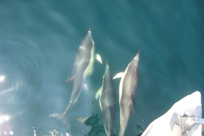 Blasket Island Eco Tour. - Practical Details and Tips