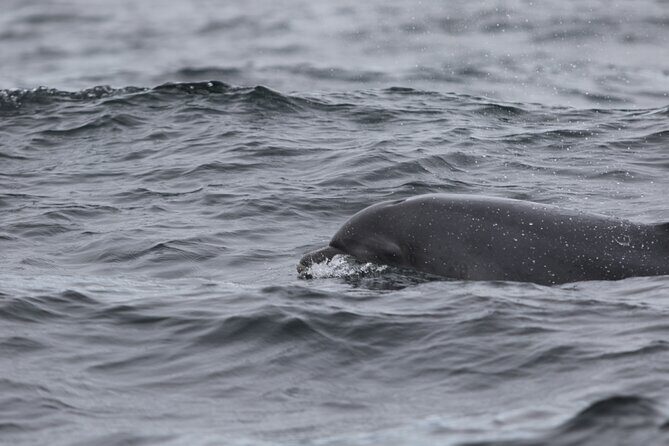 Blasket Island Sea Life Rib Tour, - FAQ