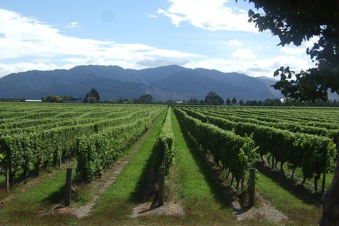 Blenheim Half day Wine Tour - A Deep Dive into the Marlborough Wine Tour Experience