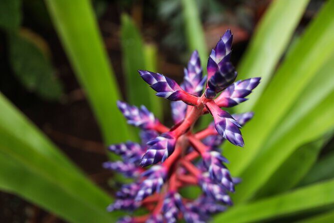 Bloedel Conservatory Admission Ticket - An Introduction to the Conservatory Experience