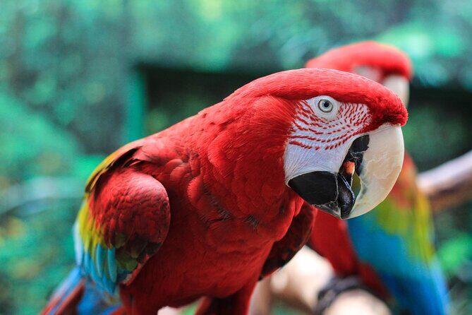 Bloedel Conservatory Admission Ticket - What We Love and What to Keep in Mind