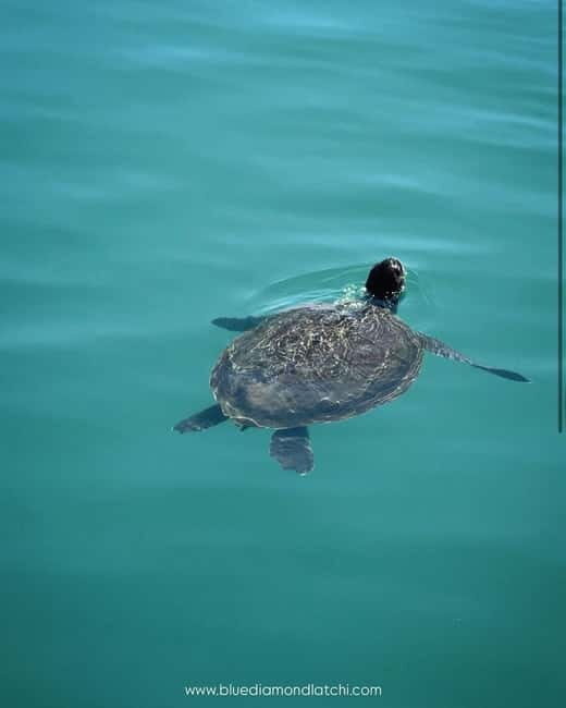 Blue Lagoon Cruise: Waterslide Adventure from Latchi Harbour - The Experience: What to Expect on the Blue Lagoon Cruise