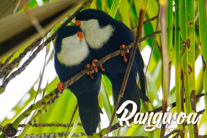 Blue Lagoon - PRIVATE ISLAND Pink sand beach and wildlife reserve - The Itinerary Breakdown: What to Expect