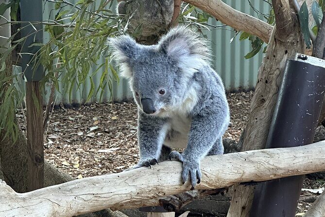 Blue Mountains and Australian Native Animals - The Sum Up: Who Is This Tour Best For?
